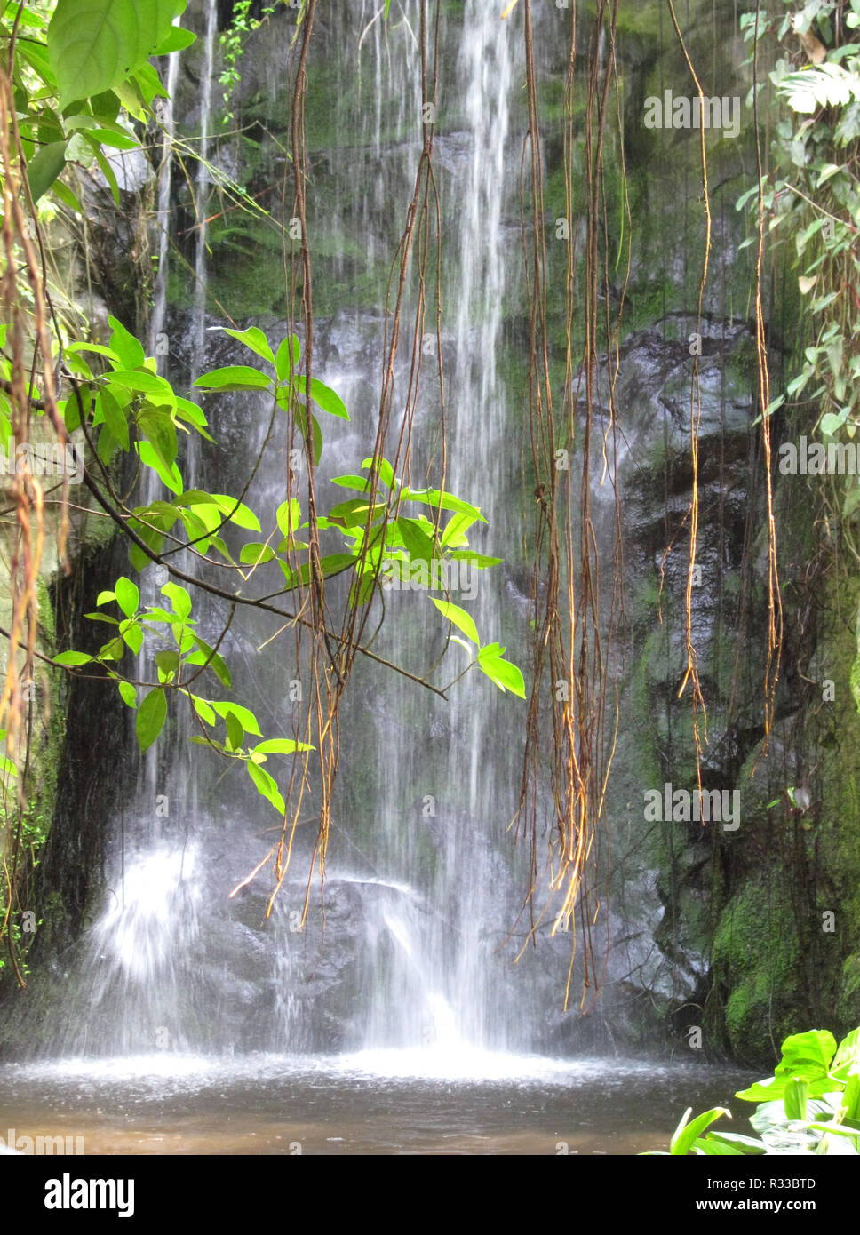 Lianen hi-res stock photography and images - Alamy