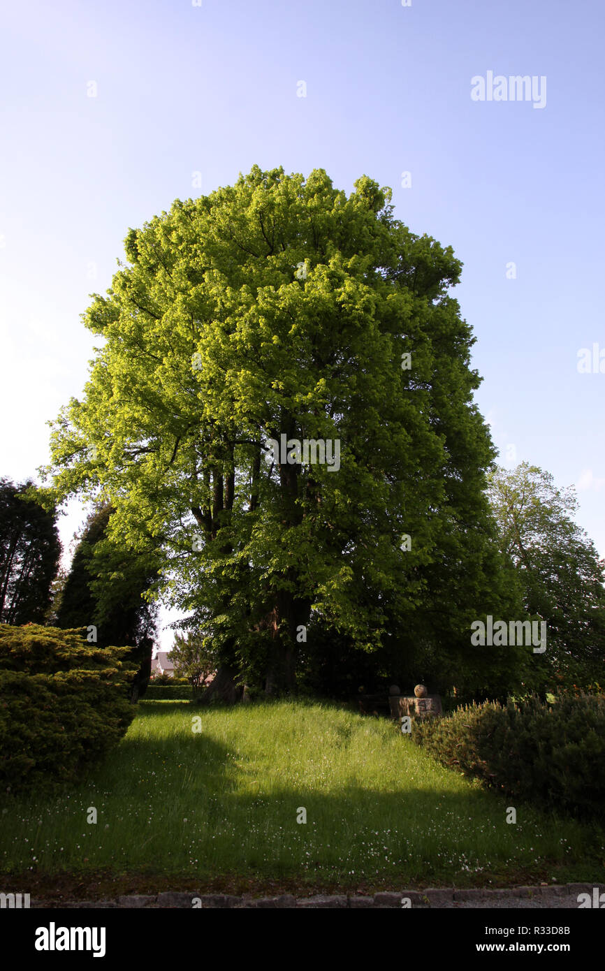 Wittekindlinde hi-res stock photography and images - Alamy