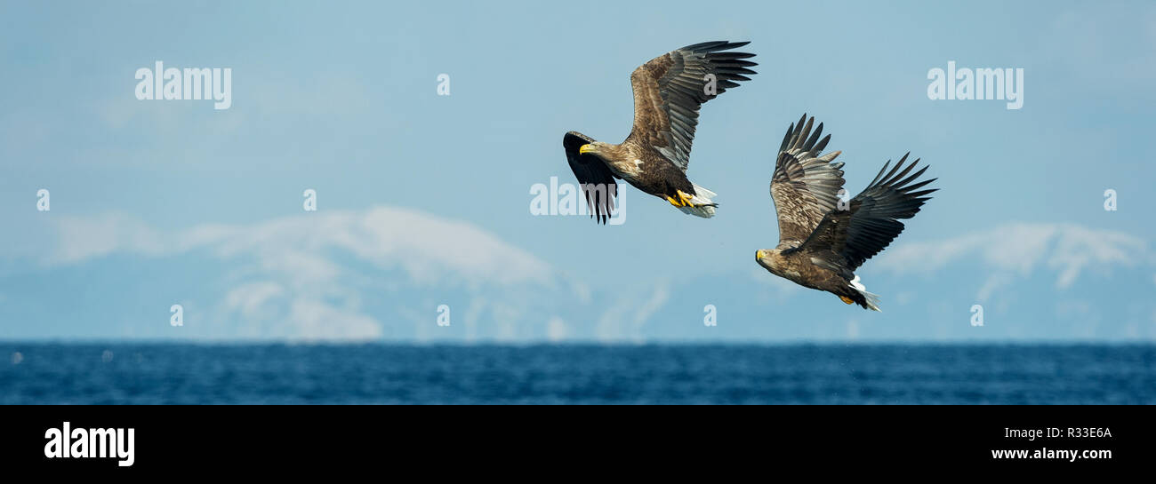 Adult White-tailed eagles in flight. Sky background. Scientific name ...