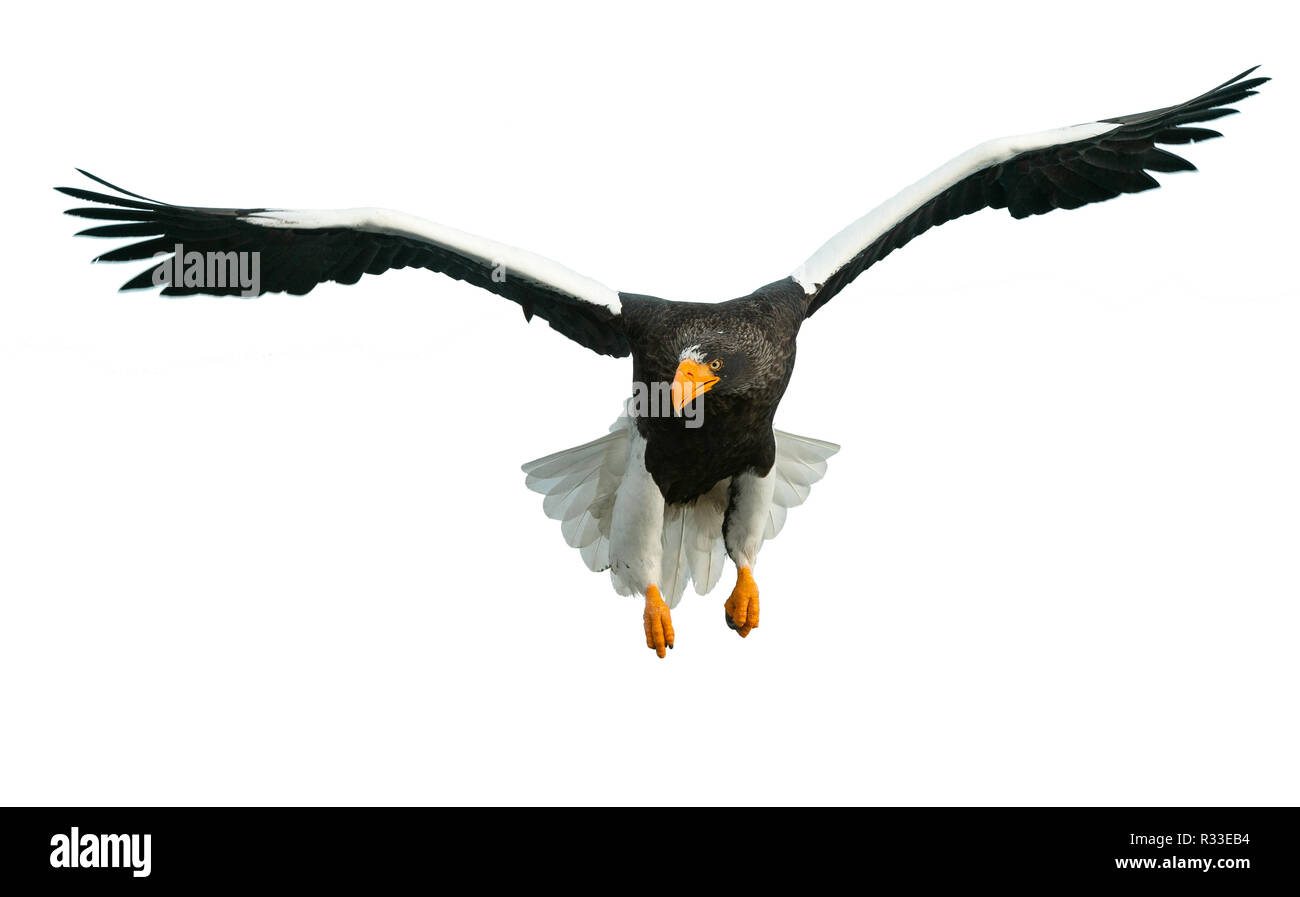 Biggest sea eagle Cut Out Stock Images & Pictures - Alamy