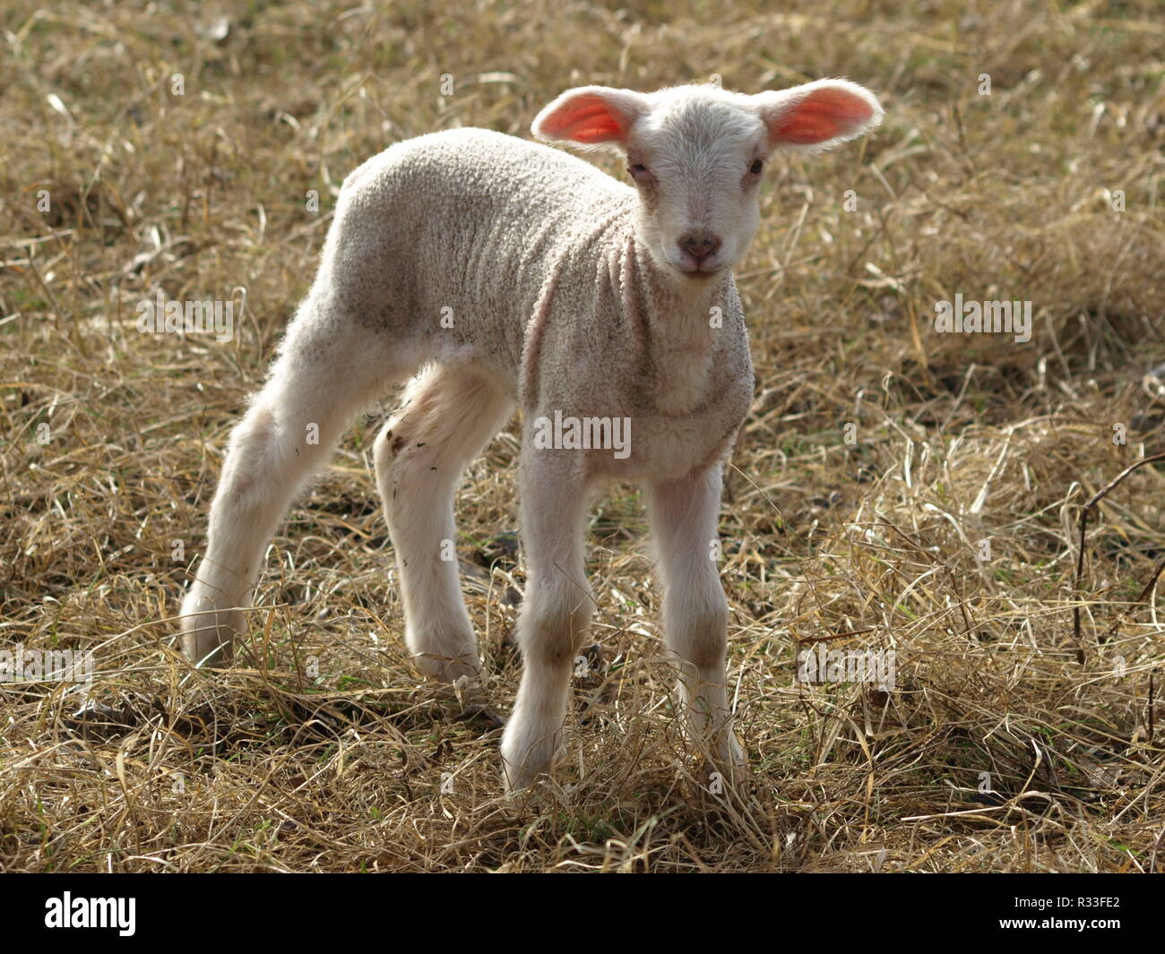 Lamb and shepherd hi-res stock photography and images - Alamy
