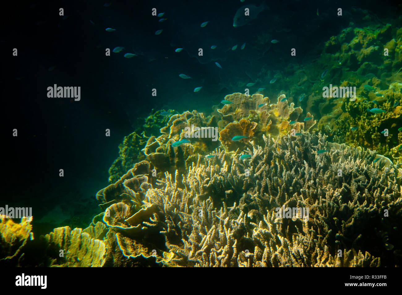 Ningaloo Reef - Coral Bay - Western Australia Stock Photo - Alamy