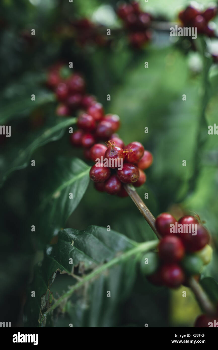 Red cherry coffee beans Arabica In nature Stock Photo - Alamy