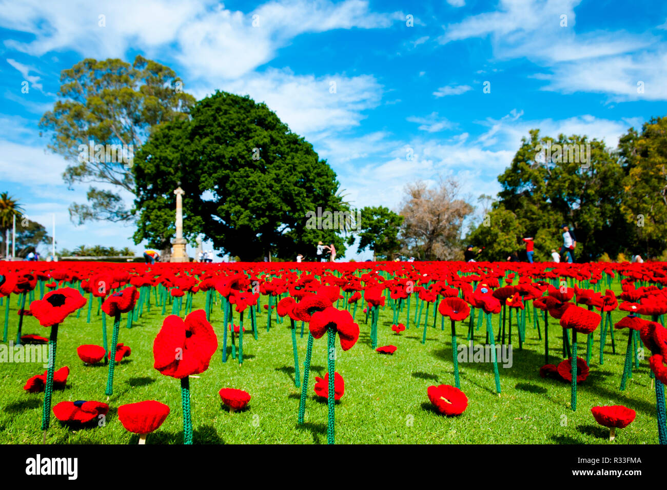 Artificial Poppies in Kings Park - Perth - Australia Stock Photo - Alamy