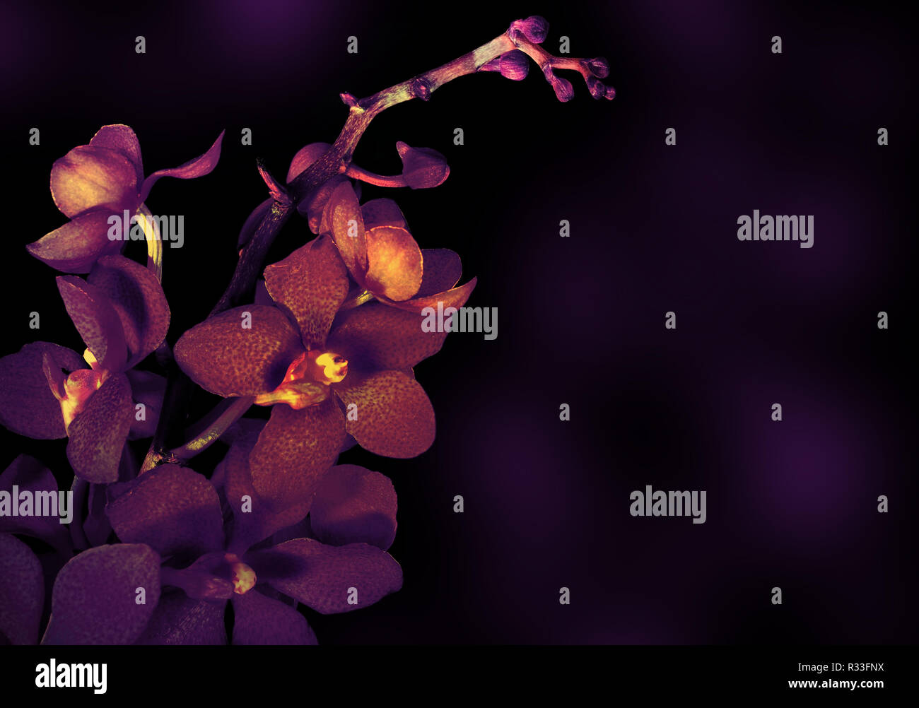 Deep purple flower stalk hi-res stock photography and images - Alamy
