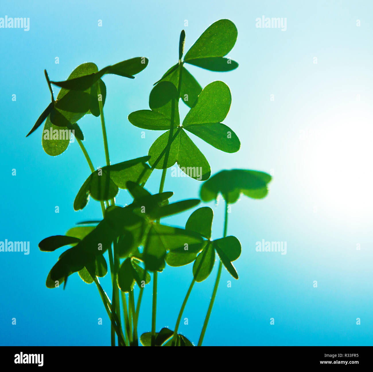 World trefoil hi-res stock photography and images - Alamy
