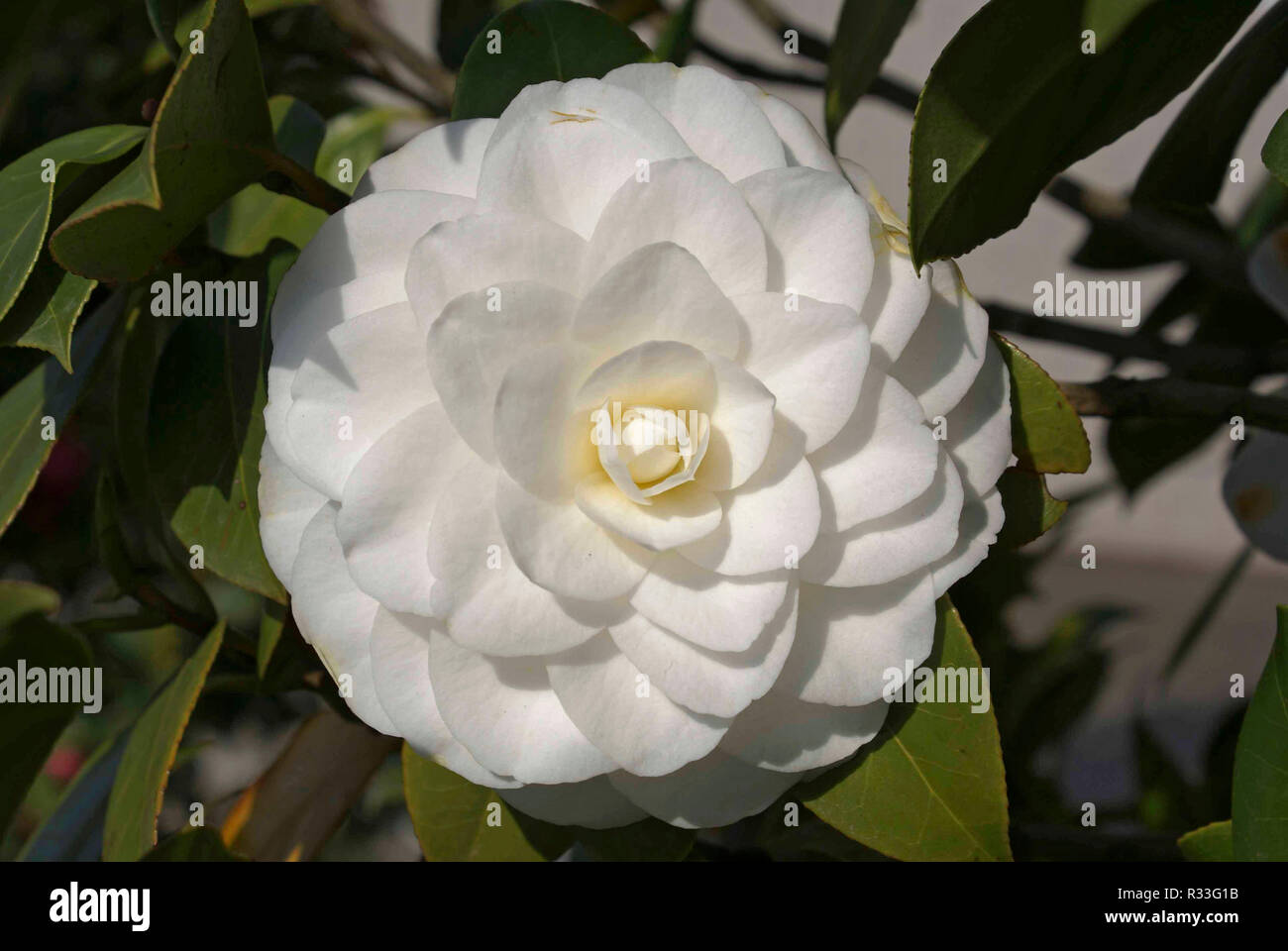 Kamilie hi-res stock photography and images - Alamy