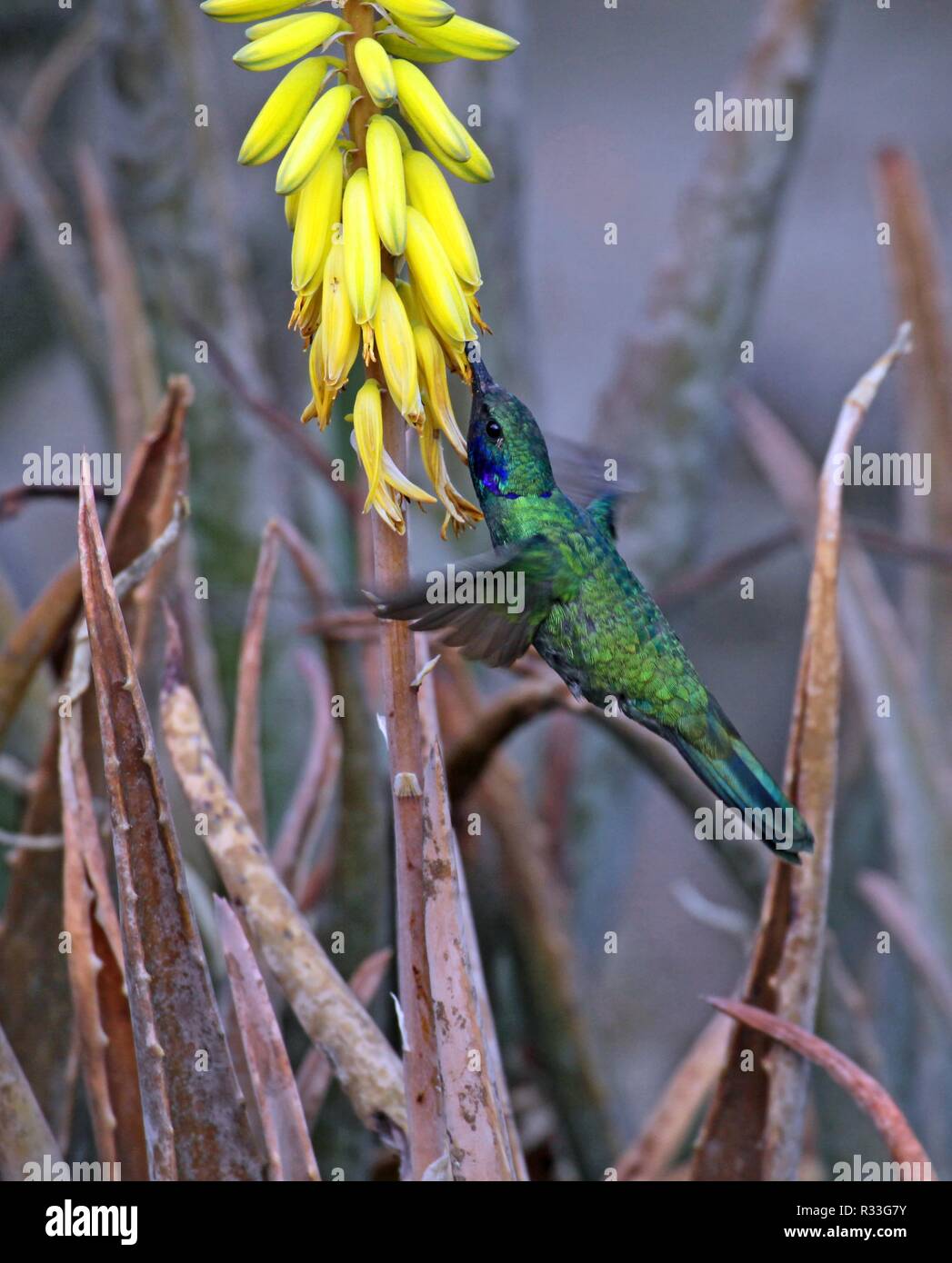 Ear dwarf hi-res stock photography and images - Alamy