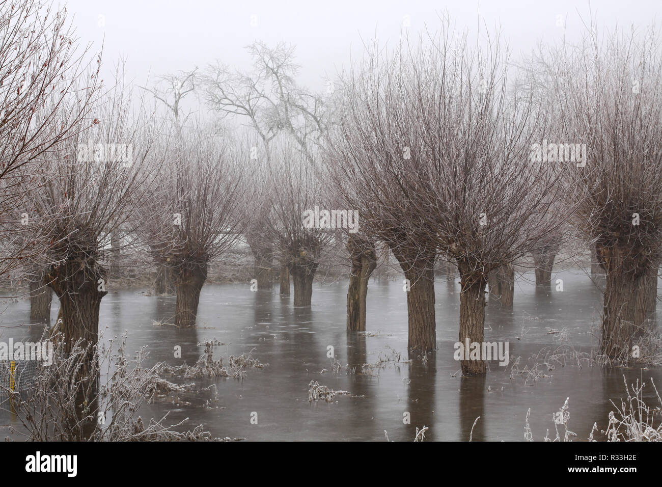 Willow with frost hi-res stock photography and images - Alamy
