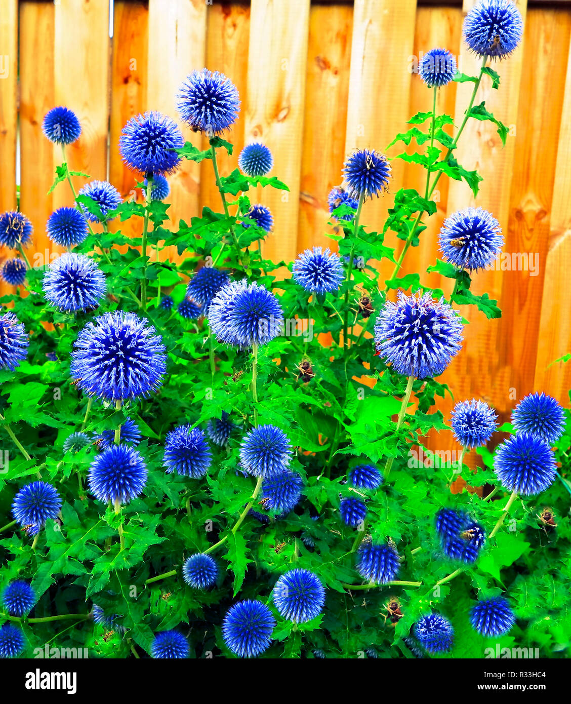 blue thistles on the fence Stock Photo - Alamy