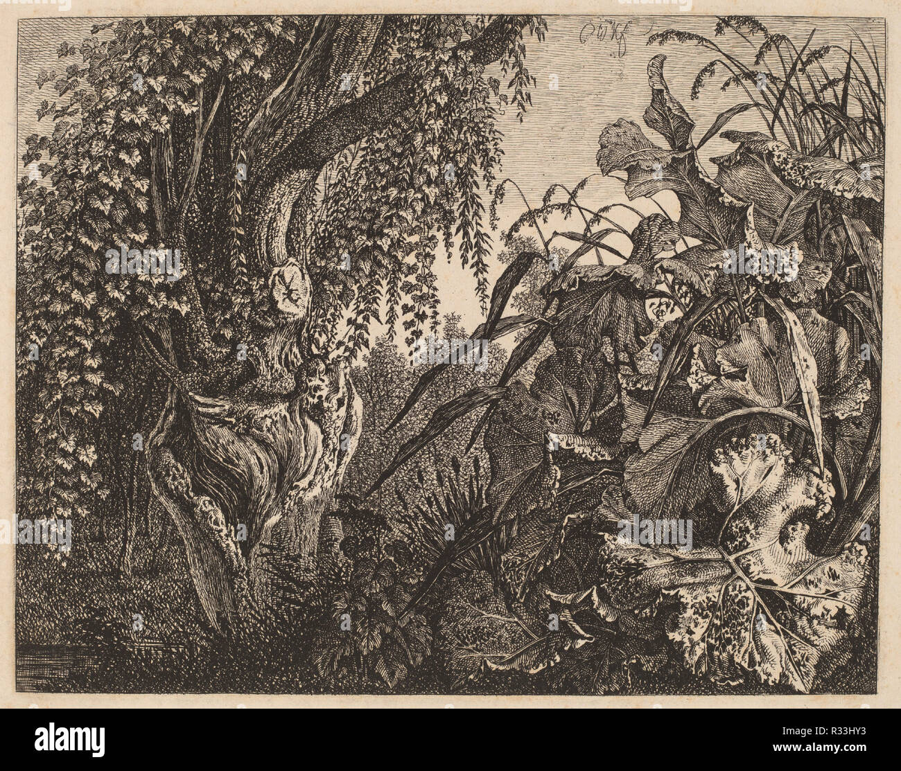 Right gnarled hi-res stock photography and images - Alamy