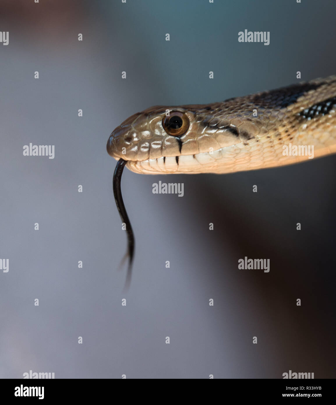 Snake head close up with it's tongue out Stock Photo - Alamy