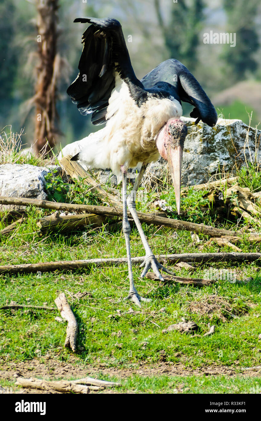 Condor preservation hi-res stock photography and images - Alamy
