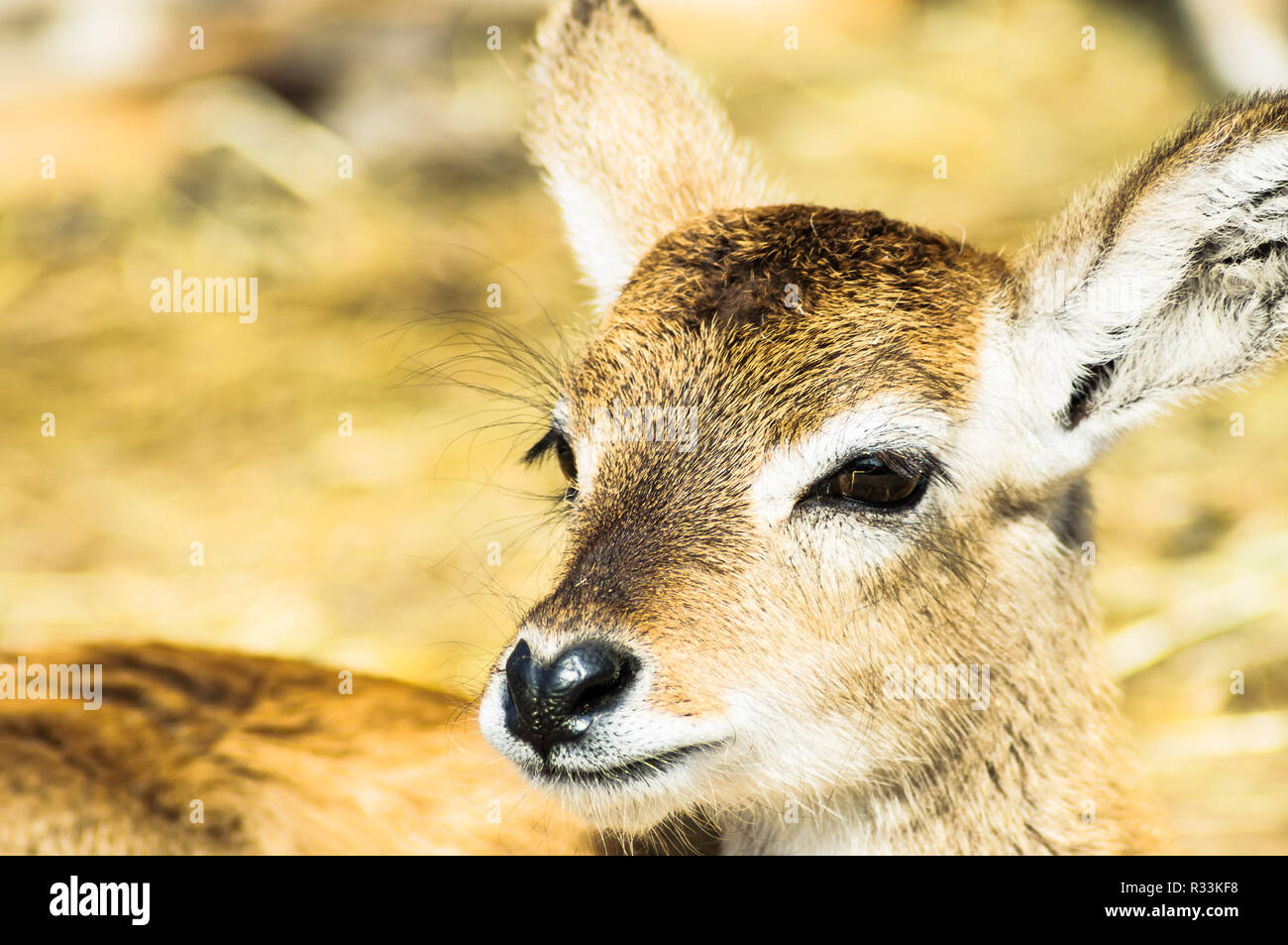 Fawn gardens hi-res stock photography and images - Alamy