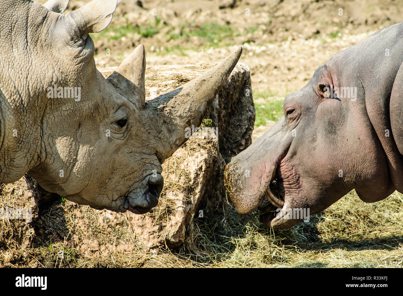 Elephant Vs Rhino Vs Hippo