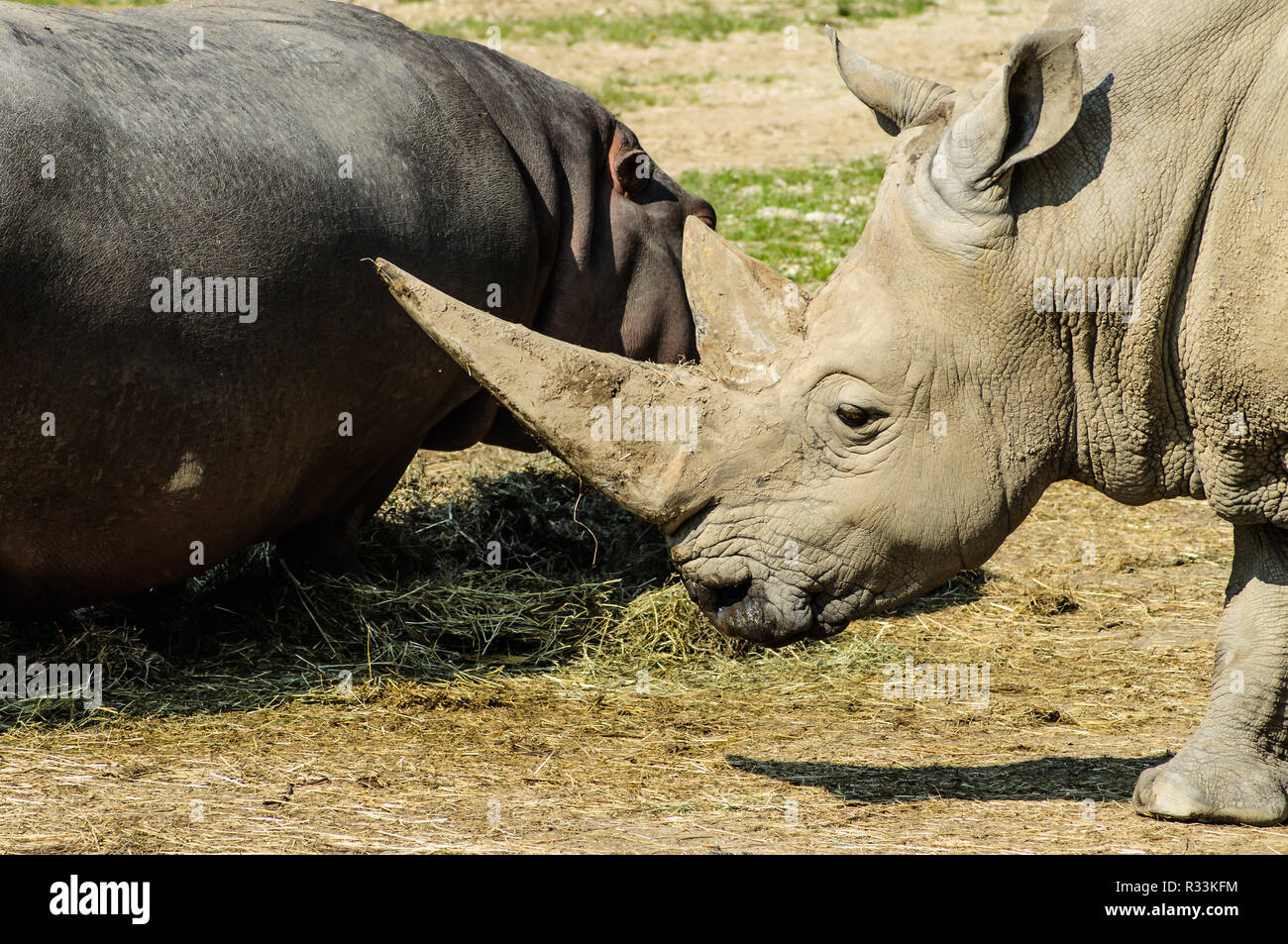 Rhino Vs Hippo