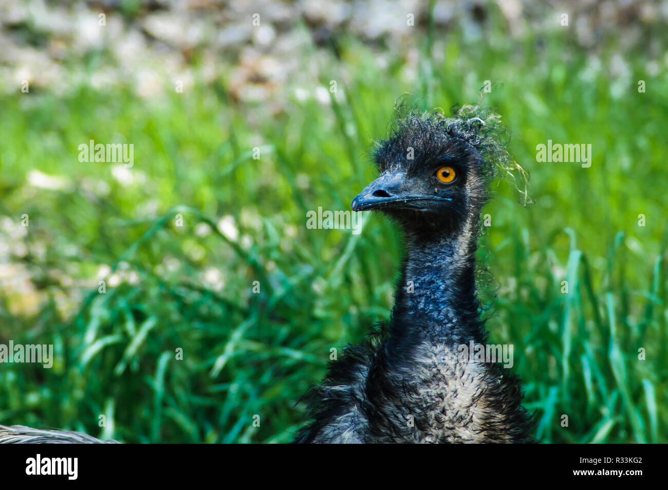 Emu danger hi-res stock photography and images - Alamy