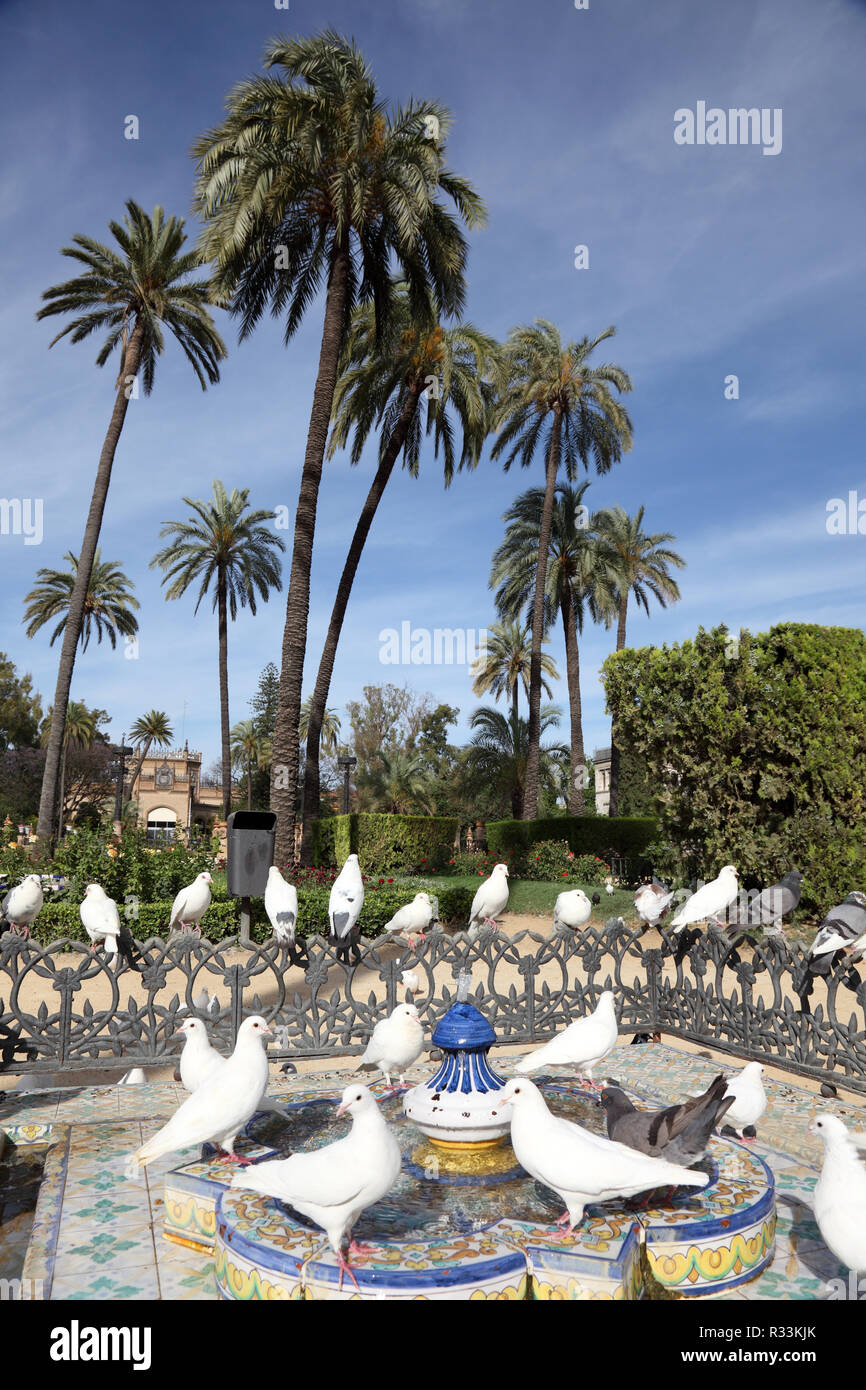 Deaf birds hi-res stock photography and images - Alamy