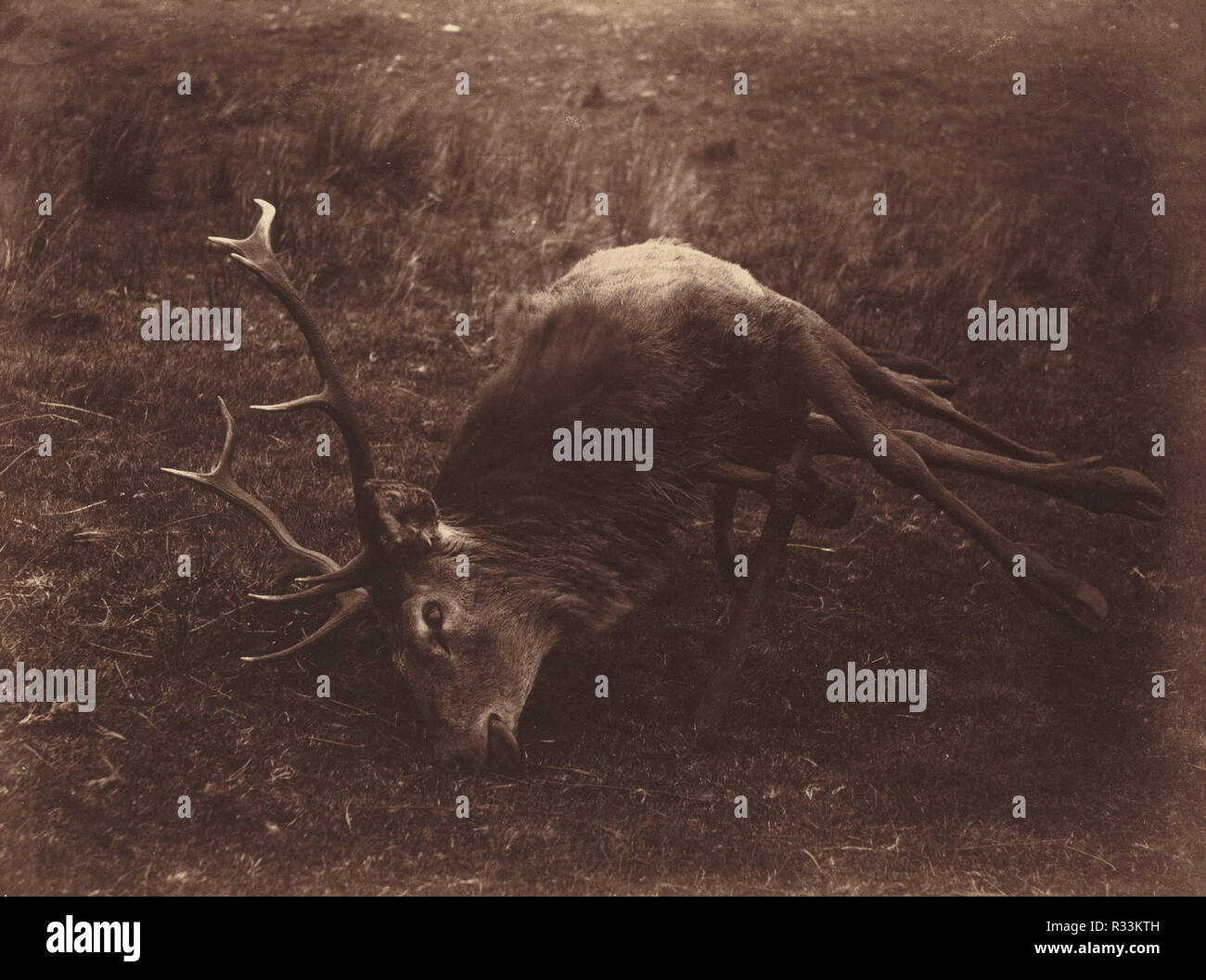 Albumen print from a collodion negative hi-res stock photography and ...