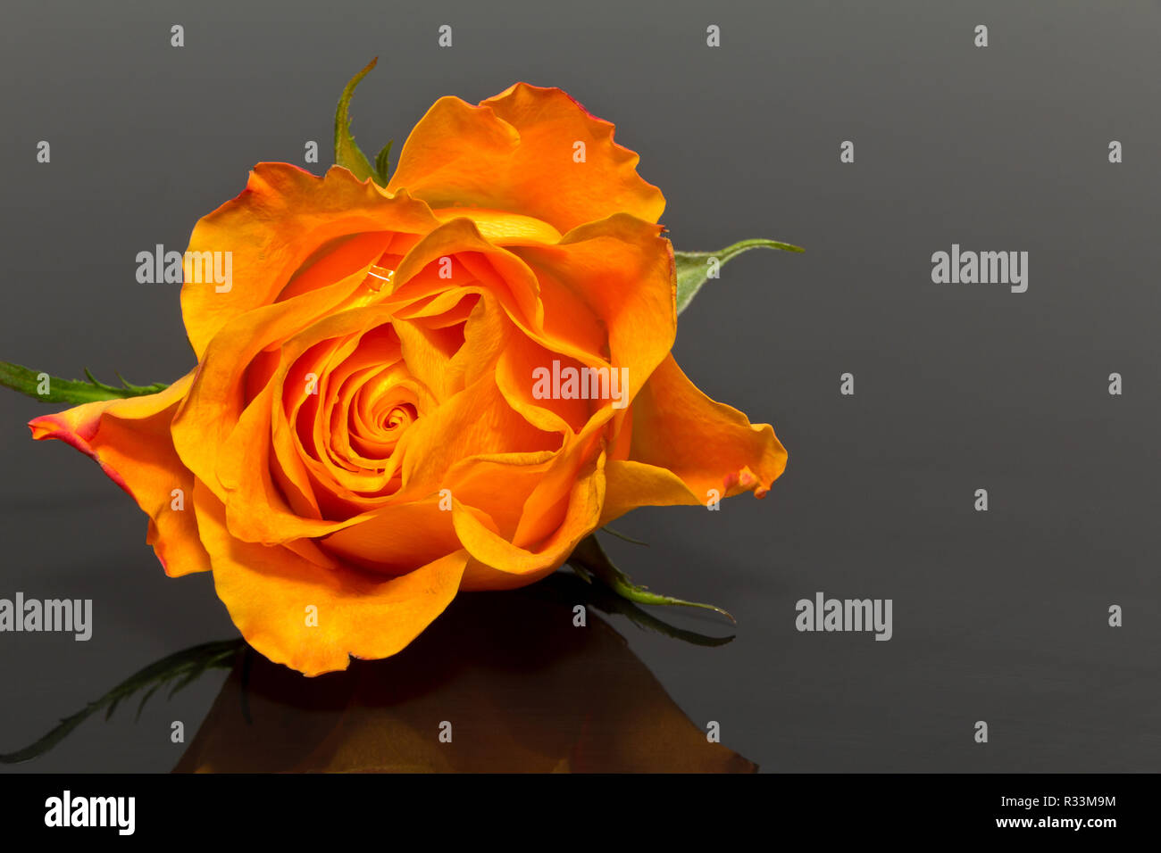 single flower of yellow rose isolated on dark background Stock Photo ...