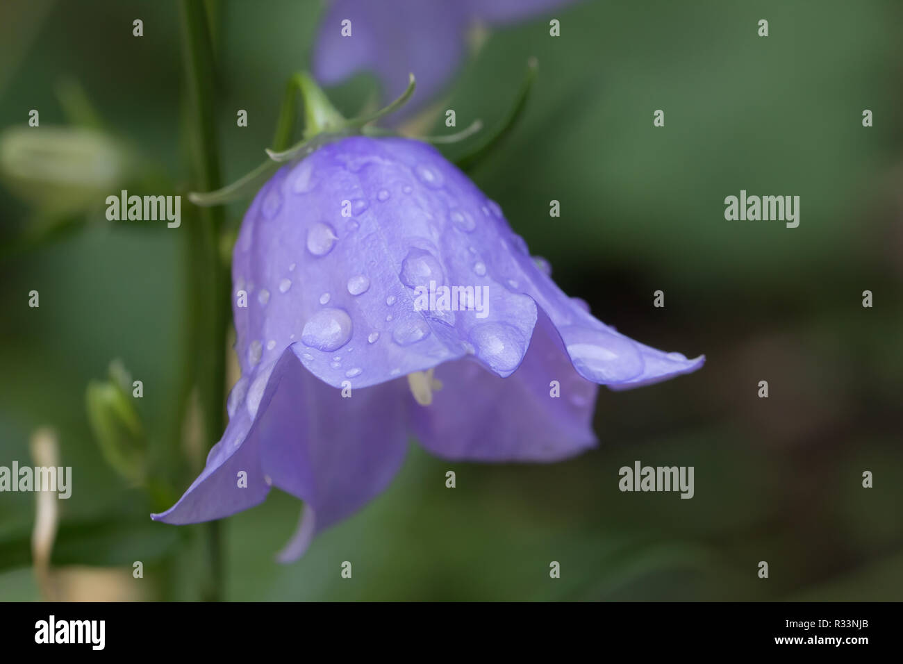 flower of the bellflower with water droplets Stock Photo - Alamy