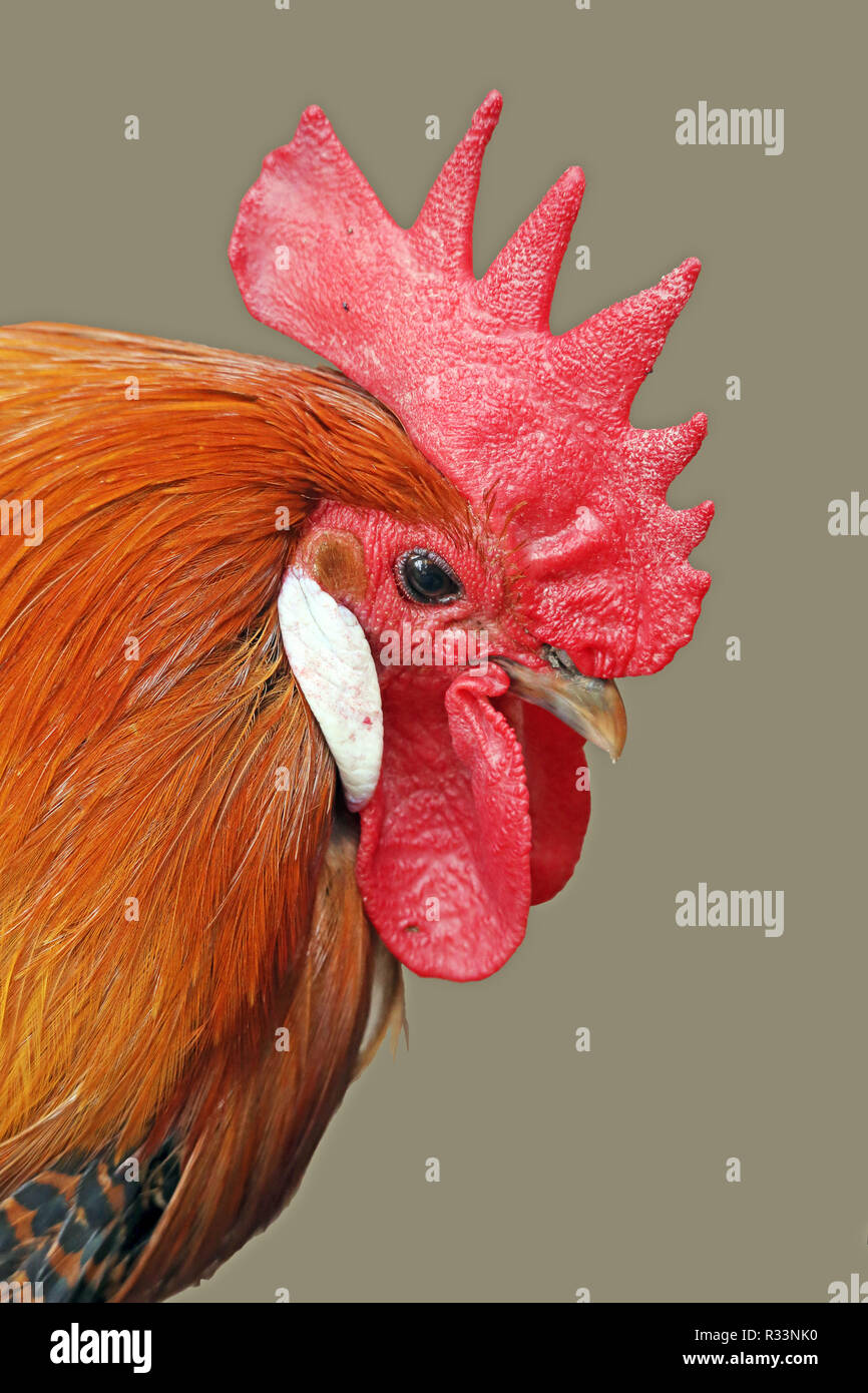 portrait house hahn Stock Photo - Alamy