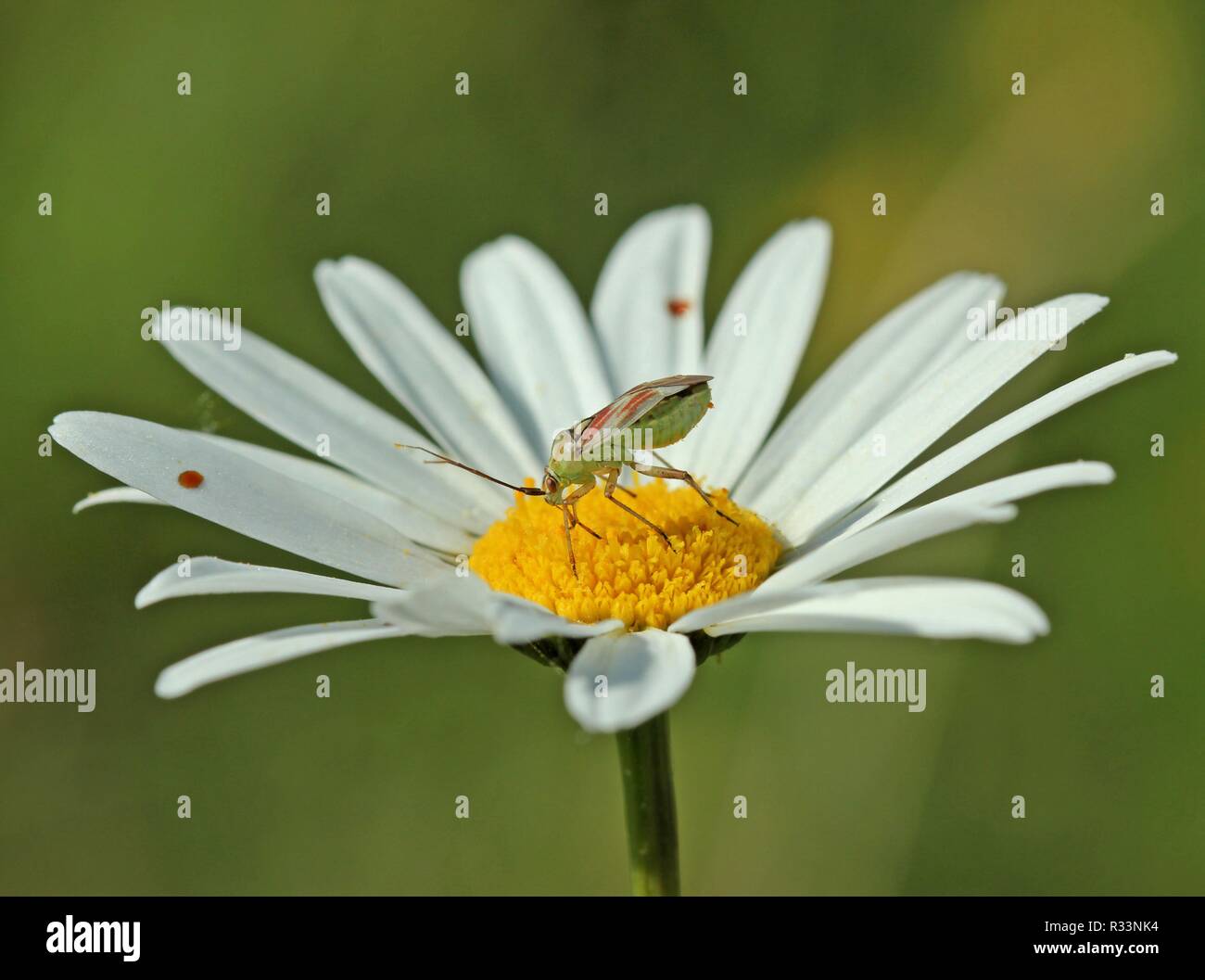red -spotted soft bug (calocoris roseomaculatus) on daisy Stock Photo ...