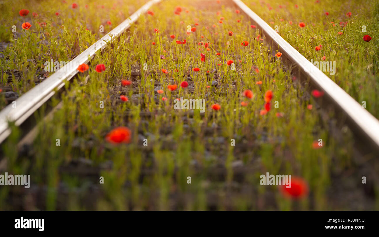 Poppy rails hi-res stock photography and images - Alamy