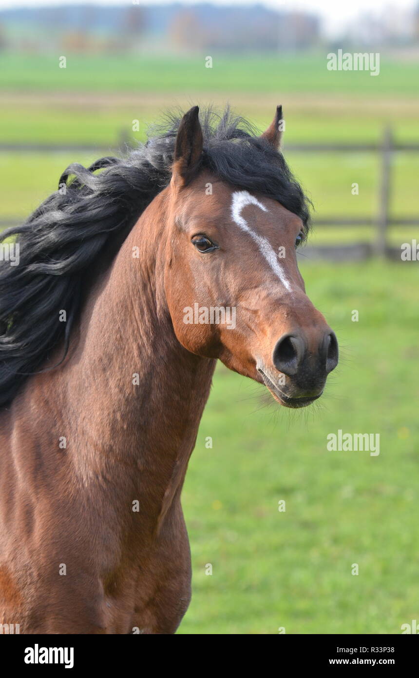 german riding pony Stock Photo - Alamy