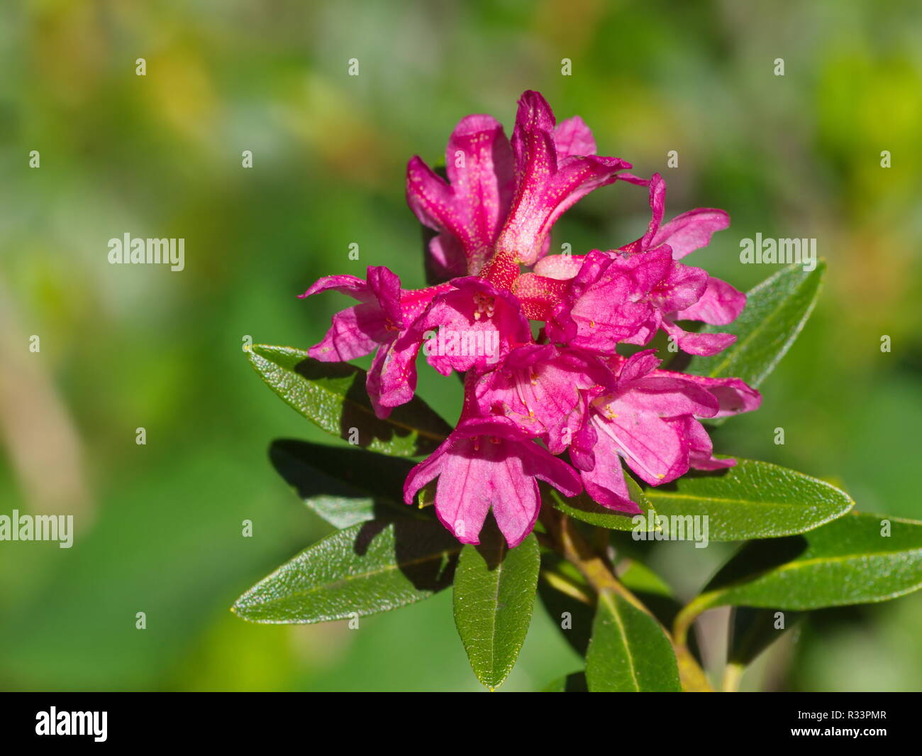 alpenrose (rhododendron ferrugineum Stock Photo - Alamy