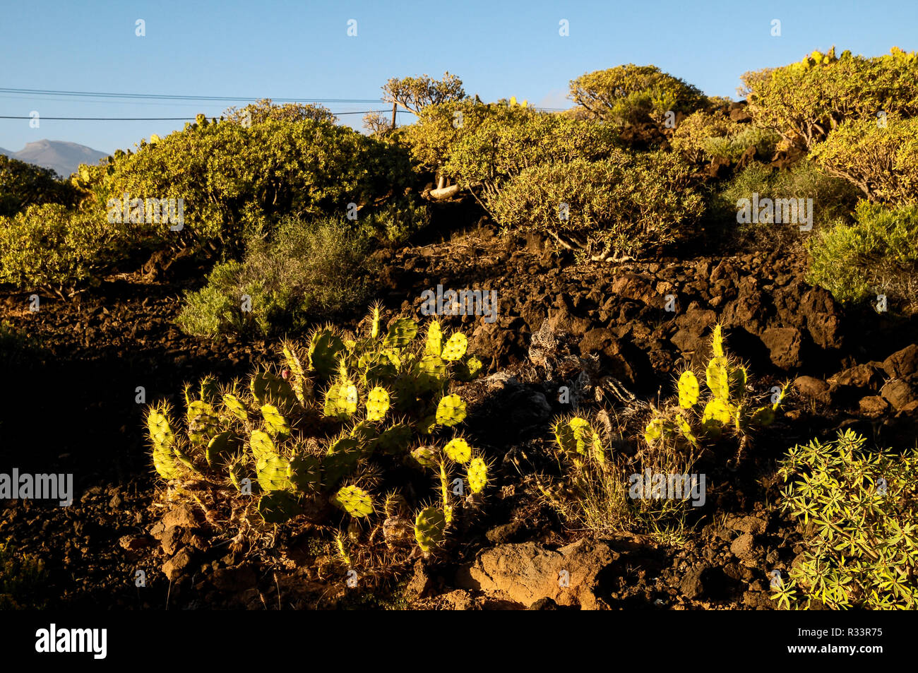 Cholla trail vista hi-res stock photography and images - Alamy