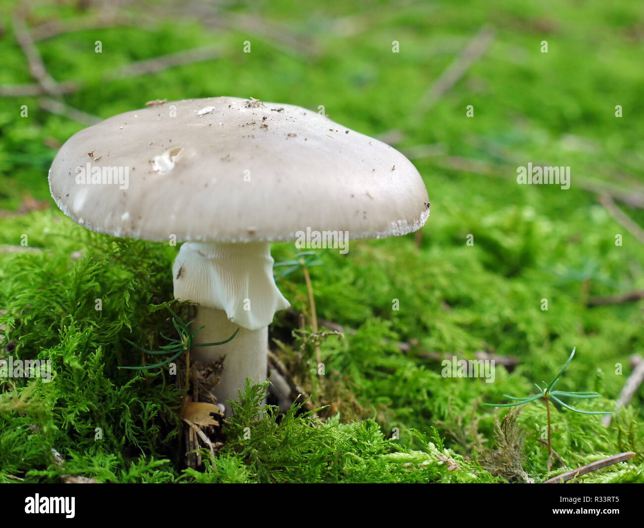 amanita phalloides amanita phalloides Stock Photo - Alamy