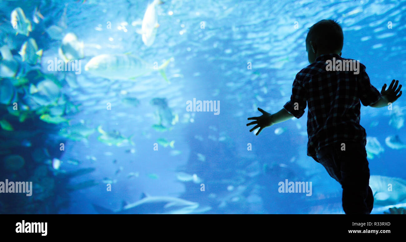 People watching shark in water hi-res stock photography and images - Alamy