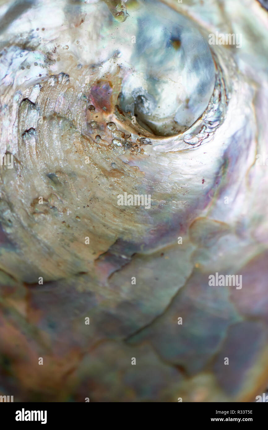Texture. Large mother of pearl shell. Macro. World of marine life Stock ...