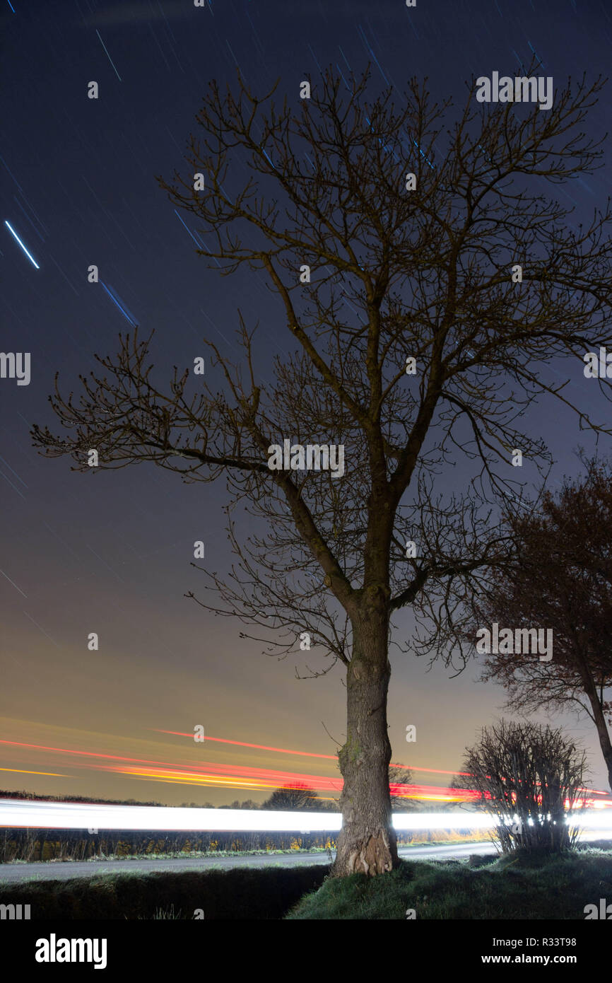 tree beside a road at night Stock Photo - Alamy