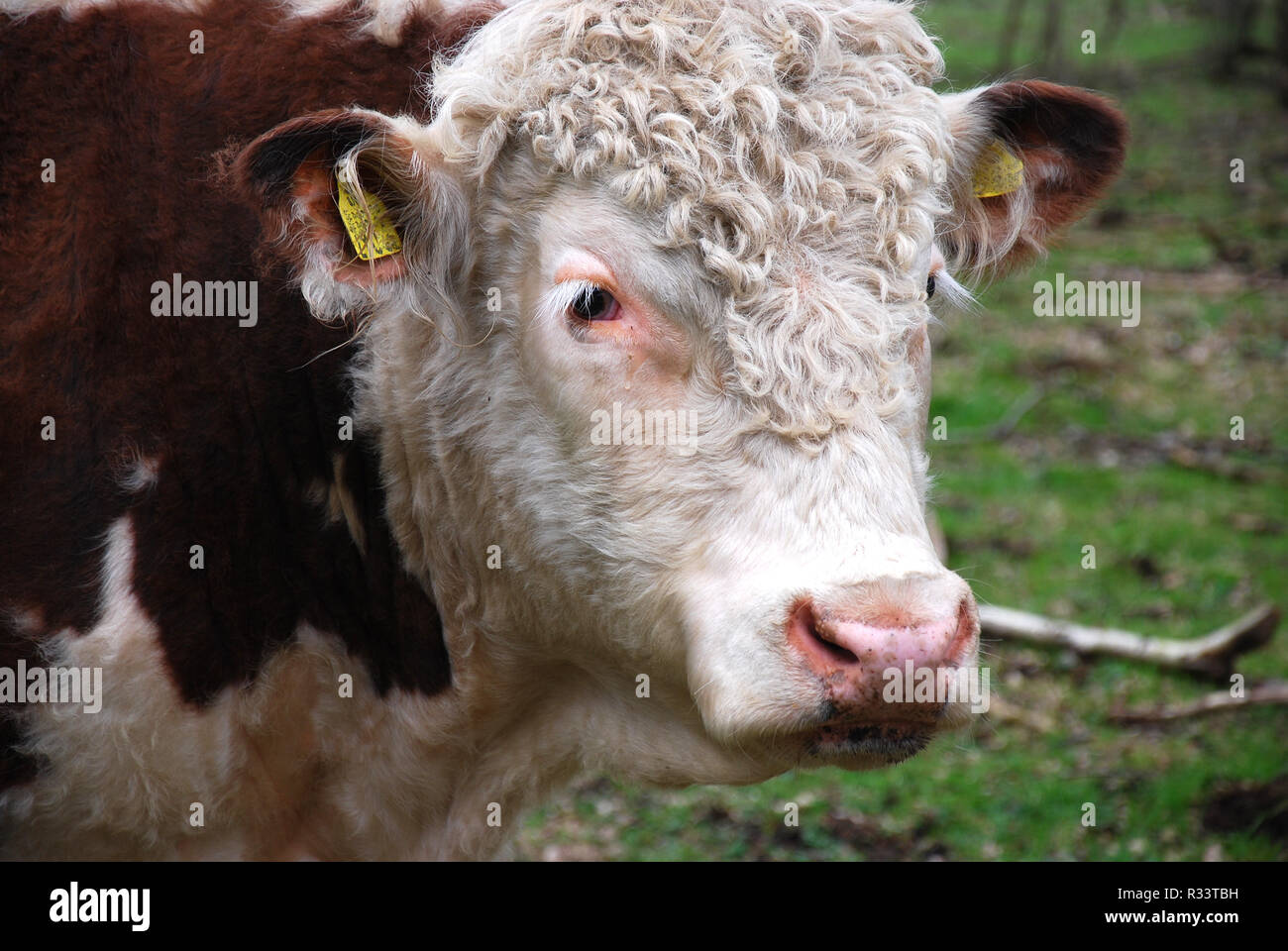 Bull marked hi-res stock photography and images - Alamy