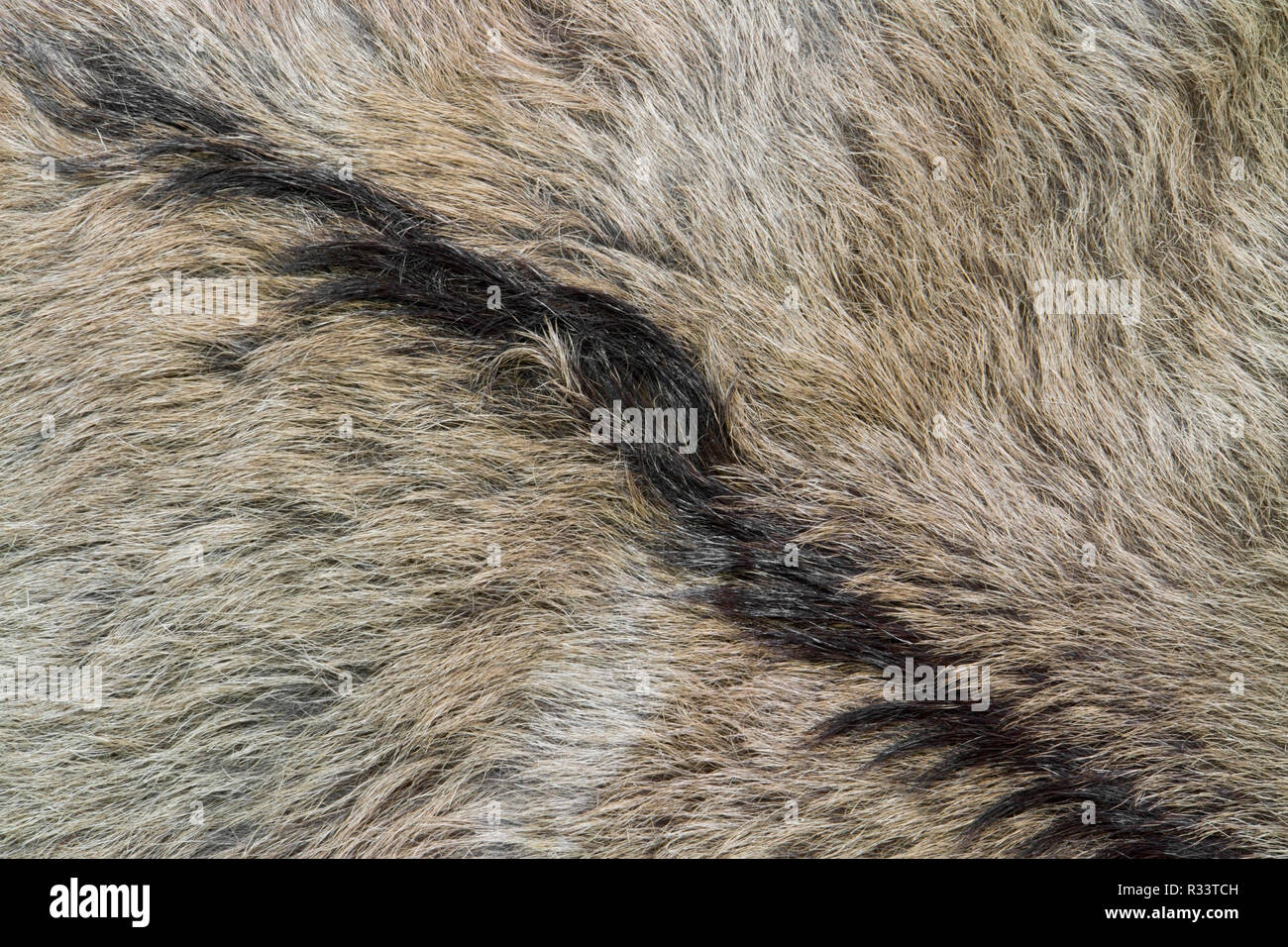 Black goatskin hi-res stock photography and images - Alamy