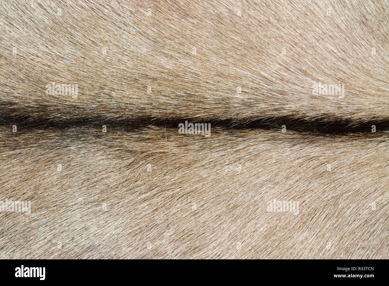 Black haired goat hi-res stock photography and images - Alamy
