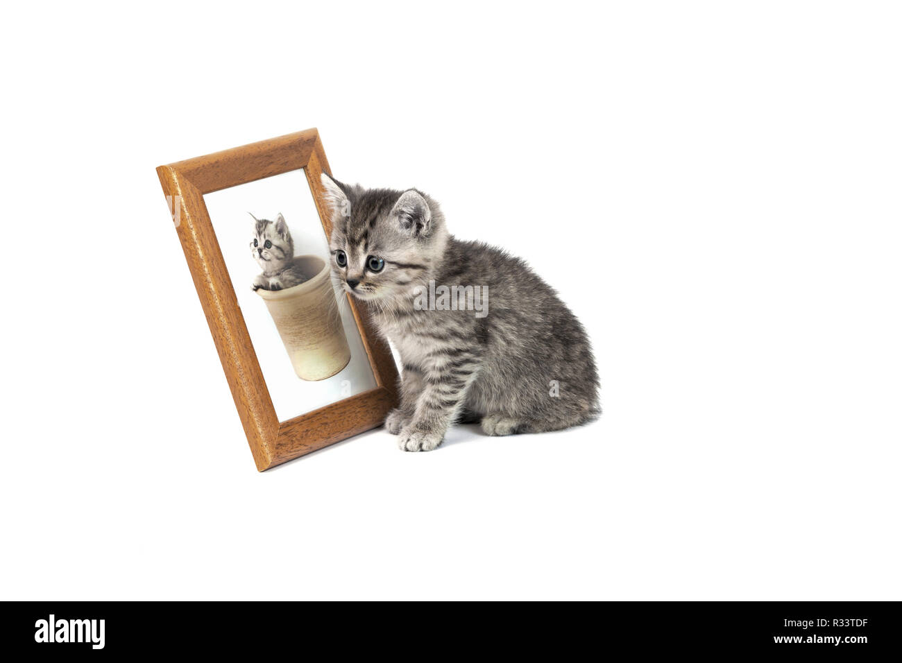 Ss cats hi-res stock photography and images - Alamy