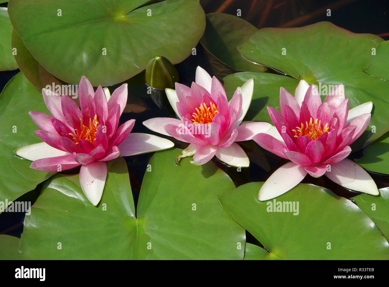 in the water lily pond Stock Photo - Alamy