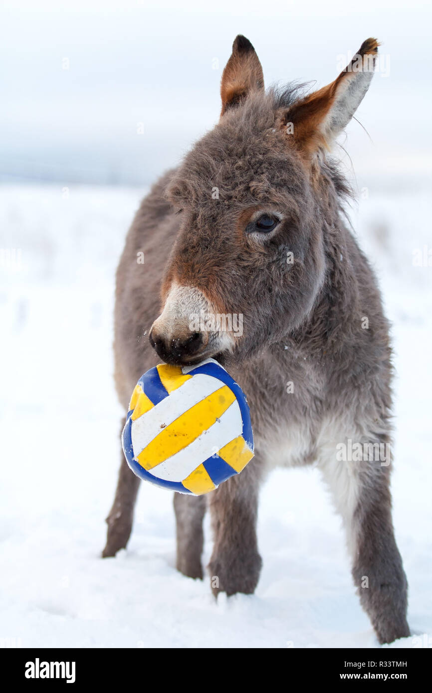 Little donkey winter hi-res stock photography and images - Alamy