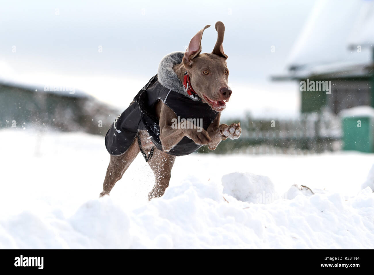 Drug dog jumping hi-res stock photography and images - Alamy