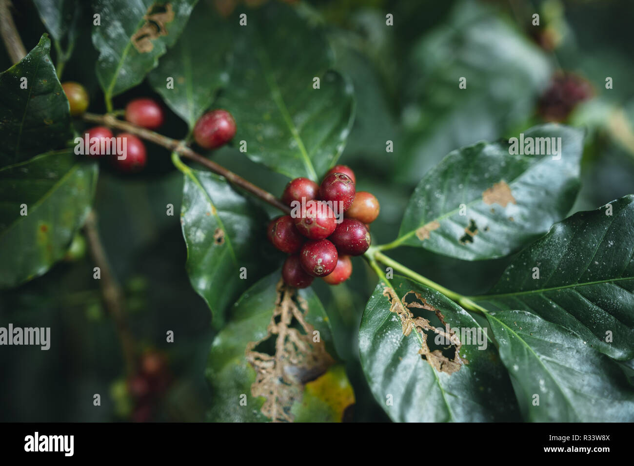 Red cherry coffee beans Arabica In nature Stock Photo - Alamy