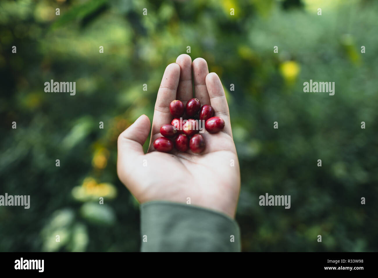 Red cherry coffee beans Arabica In nature Stock Photo - Alamy