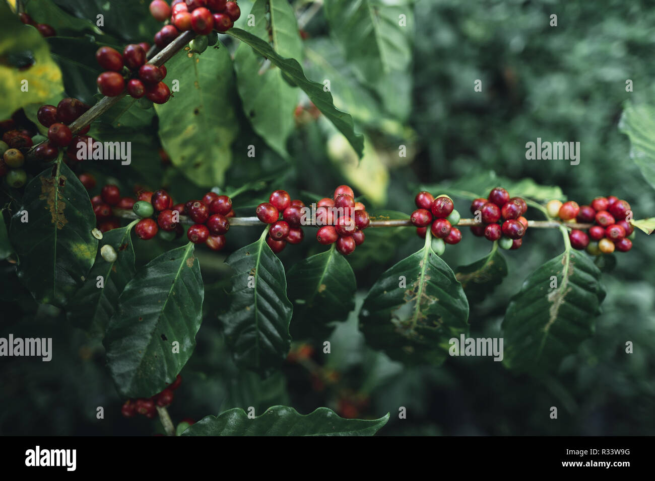 Red cherry coffee beans Arabica In nature Stock Photo - Alamy
