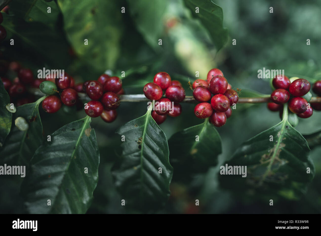 Red cherry coffee beans Arabica In nature Stock Photo - Alamy