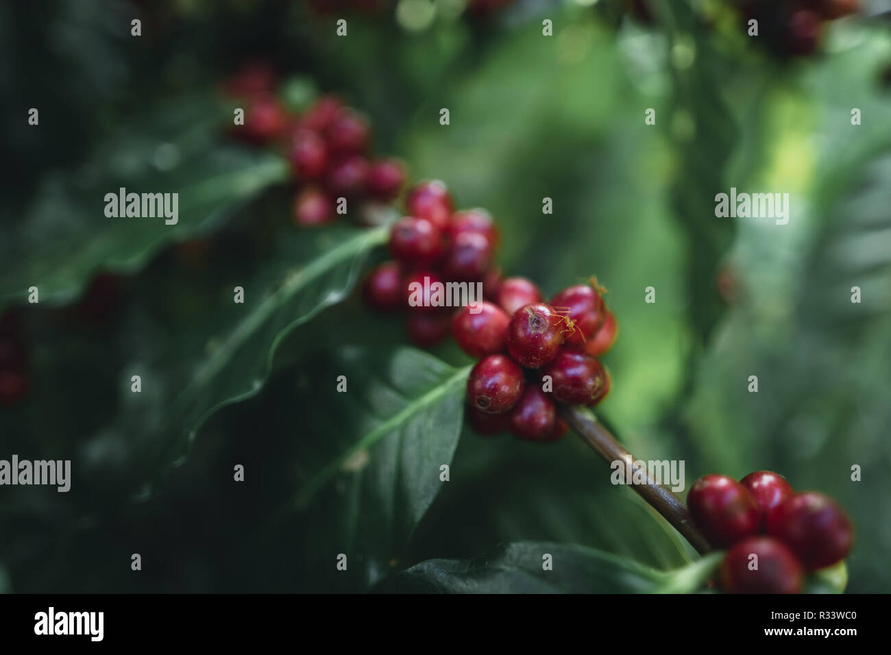 Red cherry coffee beans Arabica In nature Stock Photo - Alamy