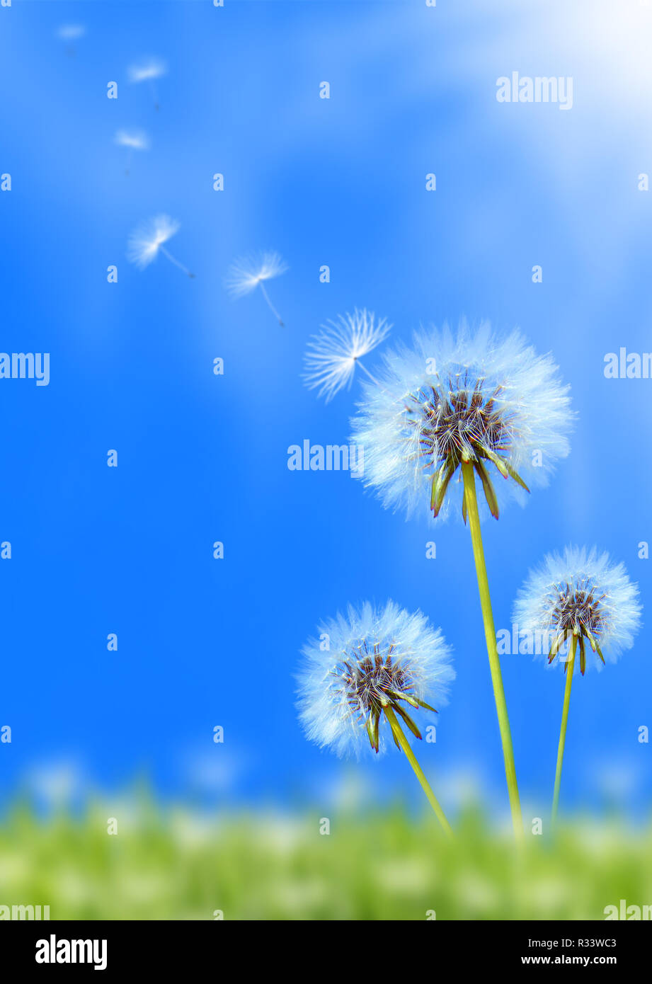 Dandelions wish blow flowers hi-res stock photography and images - Alamy