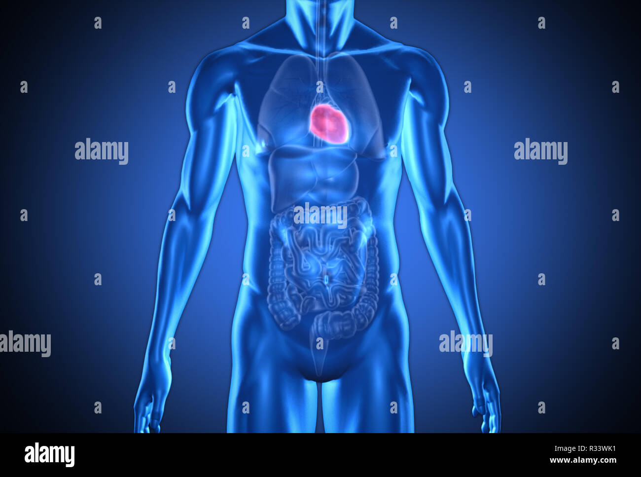 Human body with highlighted digestive system hi-res stock photography ...