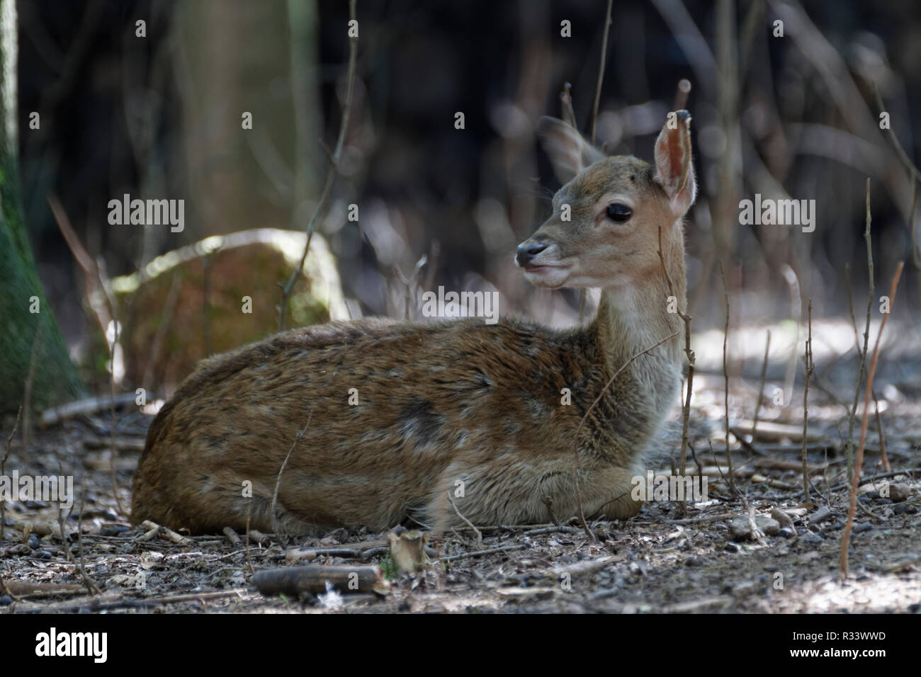 Damhirschkalb hi-res stock photography and images - Alamy